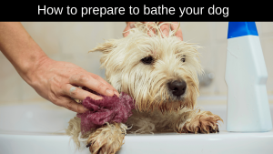 How to Bathe a Dog at Home: A Comprehensive Guide - aniimad.com