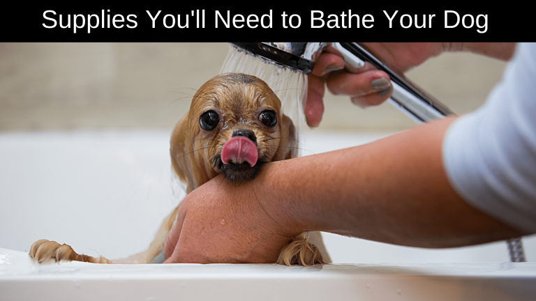 How to Bathe a Dog at Home: A Comprehensive Guide - aniimad.com