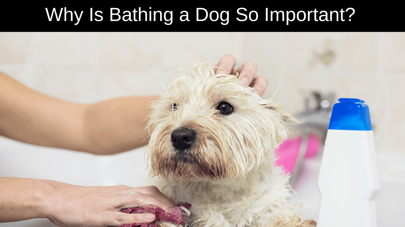 How to Bathe a Dog at Home: A Comprehensive Guide - aniimad.com