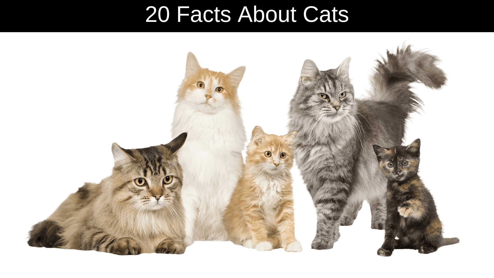 Top 20 Facts About Cats - aniimad.com