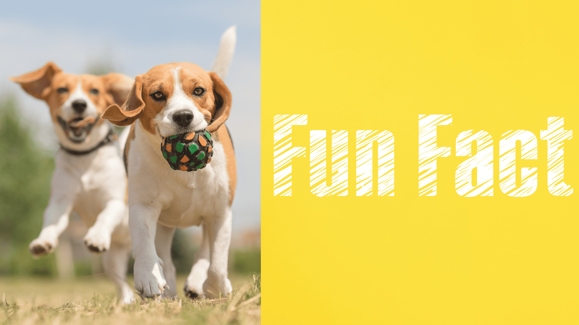 20 Fun Facts About Dogs - aniimad.com
