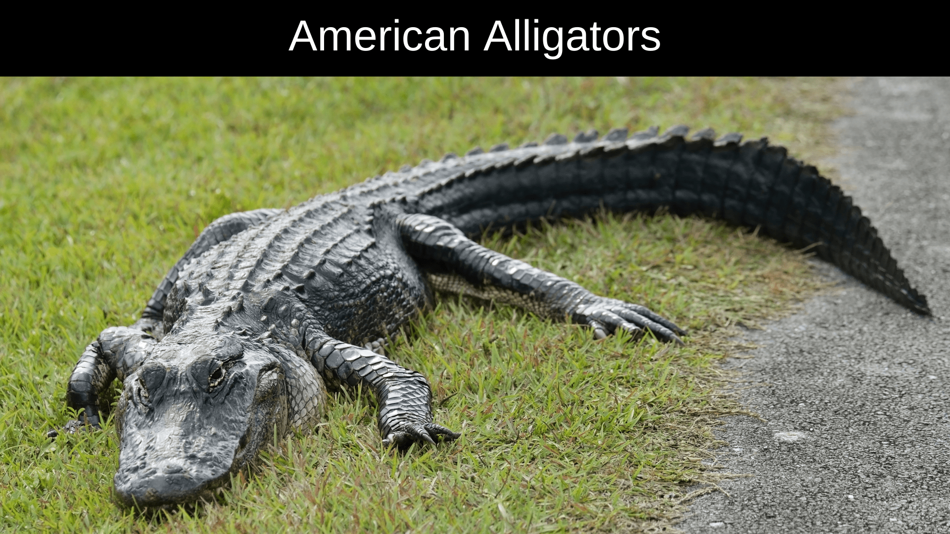 Top 10 Most Dangerous Crocodiles - aniimad.com
