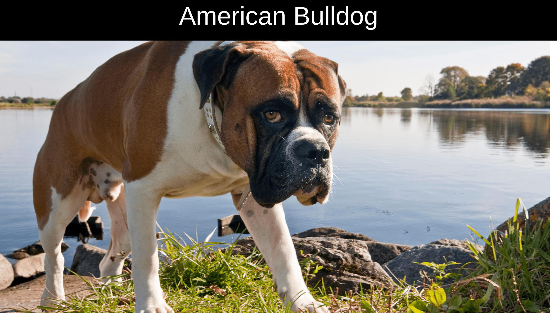 Top 15 Most Dangerous Dog Breeds - aniimad.com