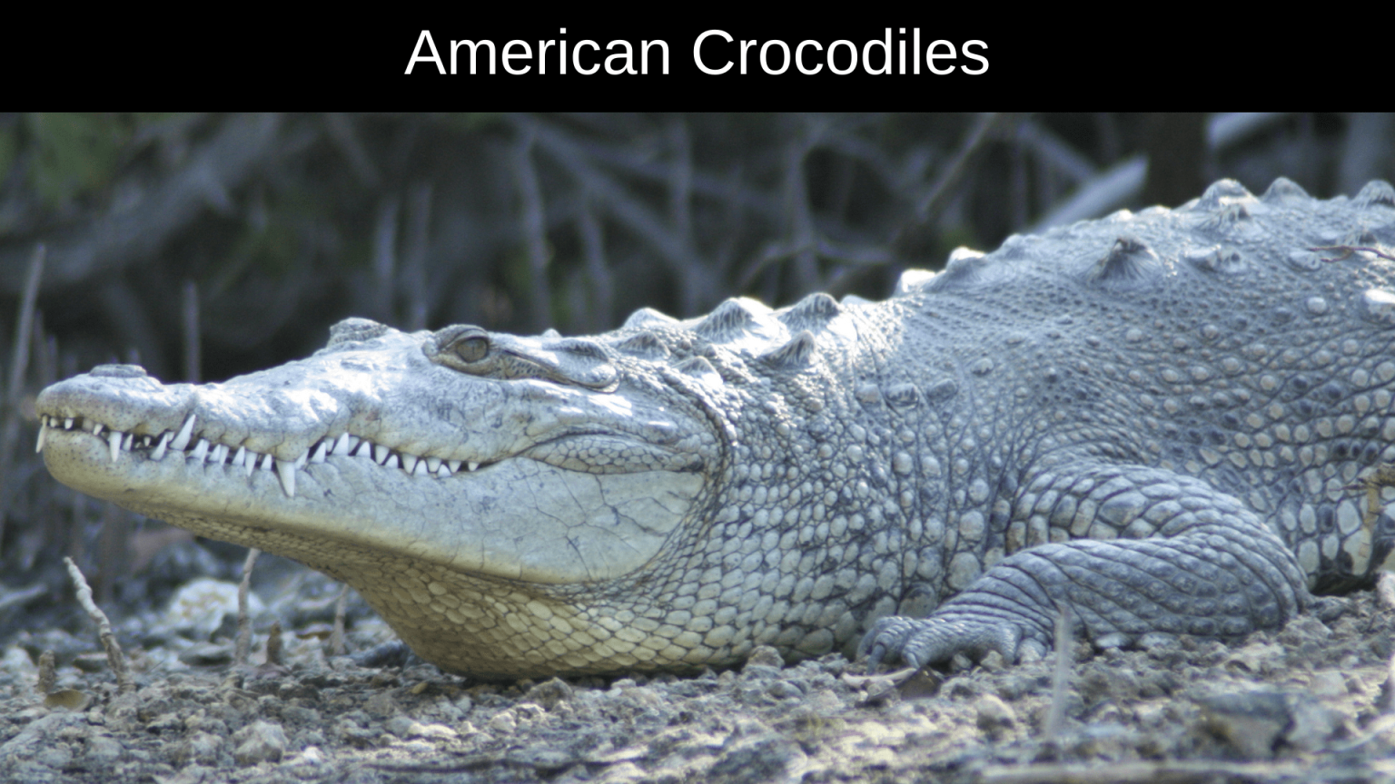 Top 10 Most Dangerous Crocodiles - aniimad.com