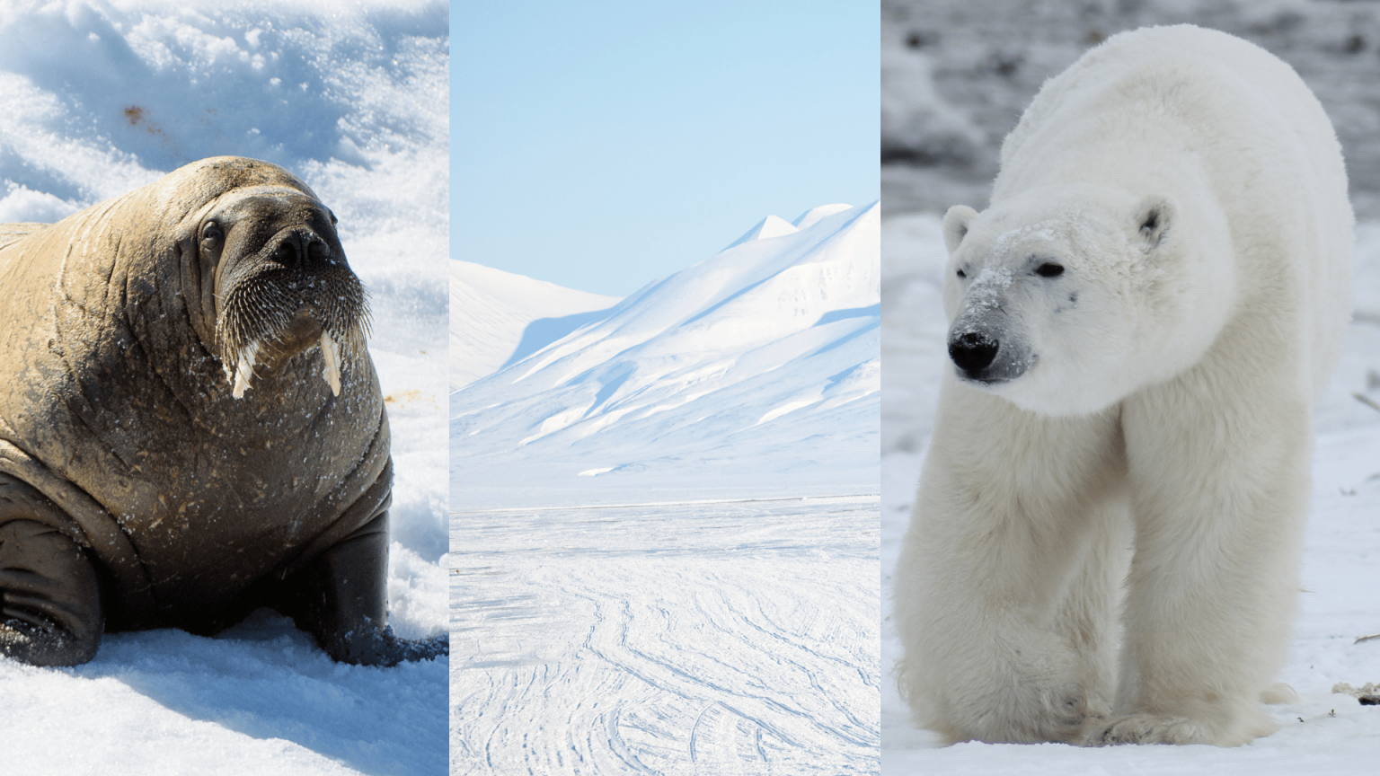 Discover the Amazing Wildlife : 23 Animals Live in the Arctic Revealed ...
