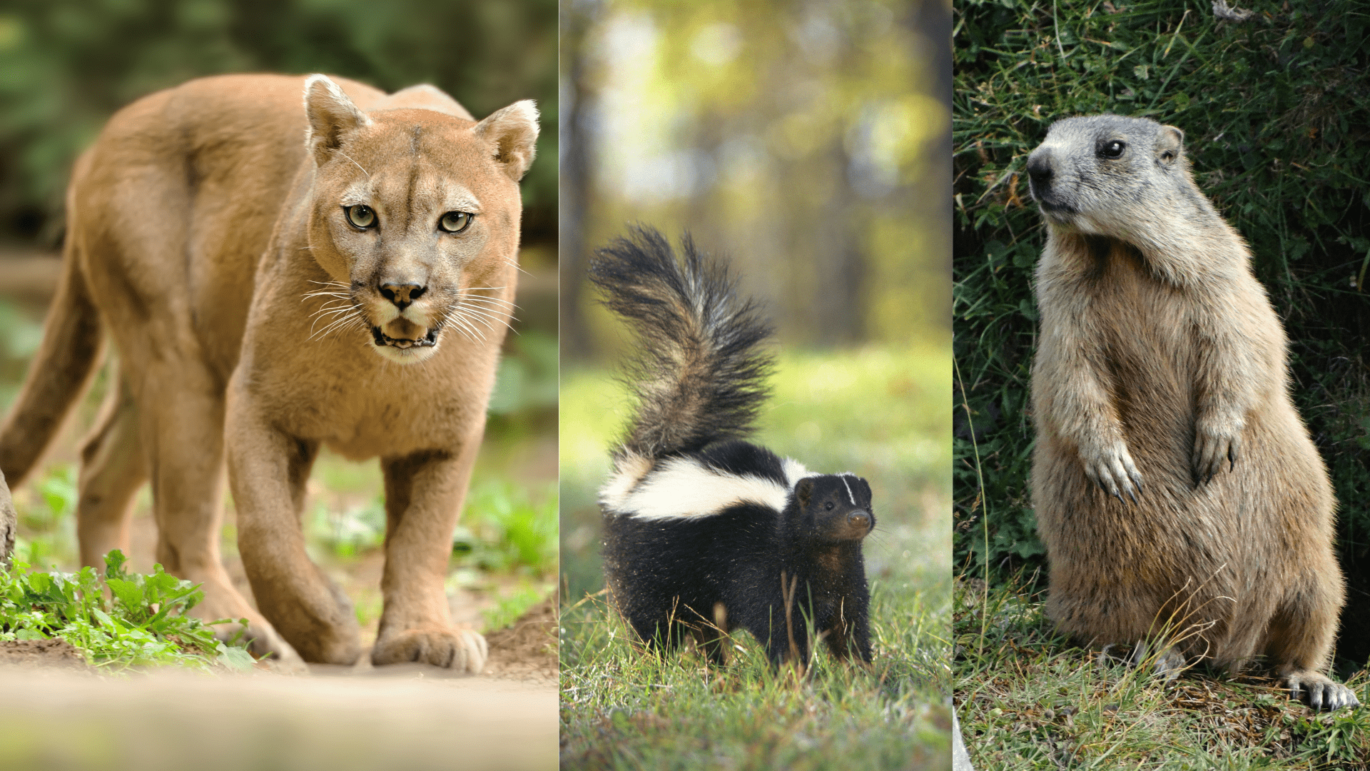 Top 11 Animals that Attack Pets - aniimad.com