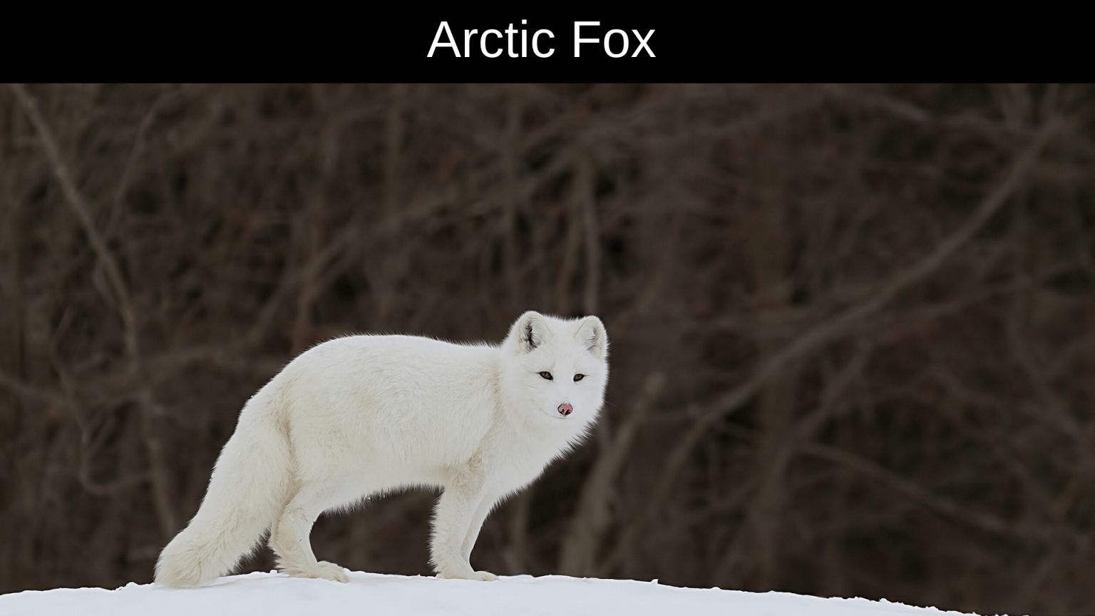 Discover the Amazing Wildlife : 23 Animals Live in the Arctic Revealed ...