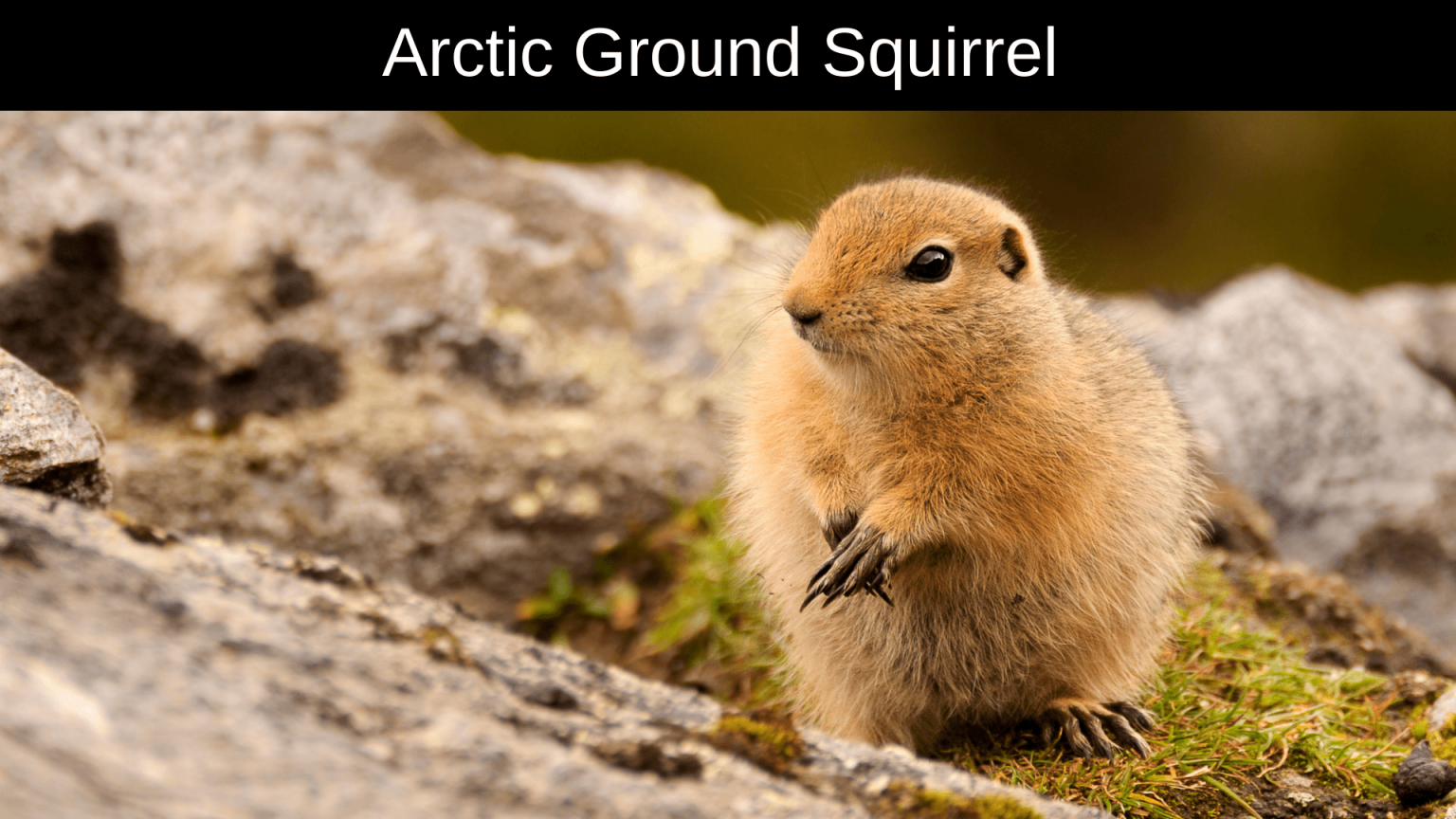 Discover the Amazing Wildlife : 23 Animals Live in the Arctic Revealed ...