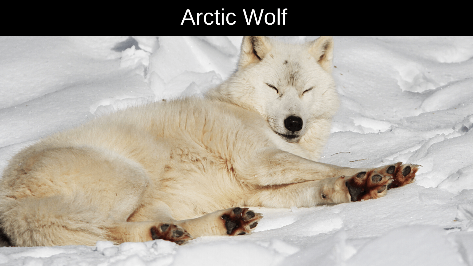 Discover the Amazing Wildlife : 23 Animals Live in the Arctic Revealed ...