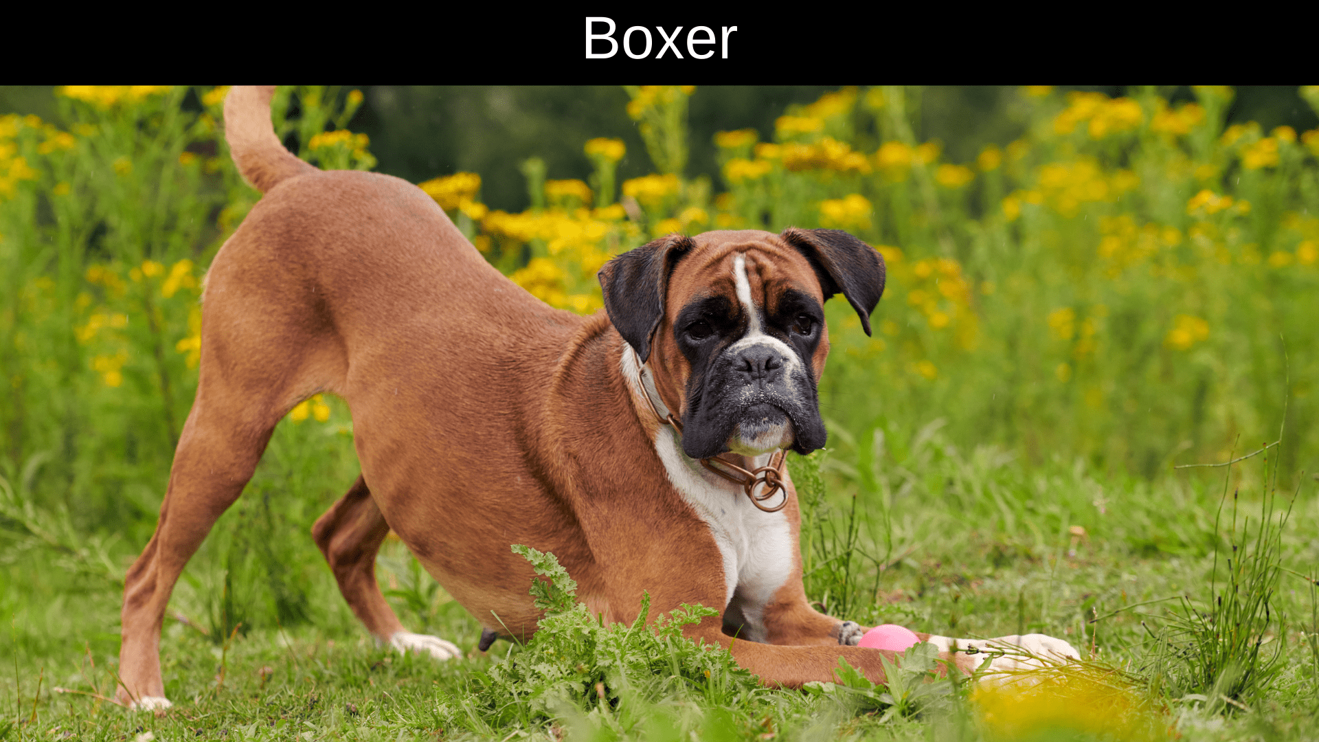 Top 15 Most Dangerous Dog Breeds - aniimad.com