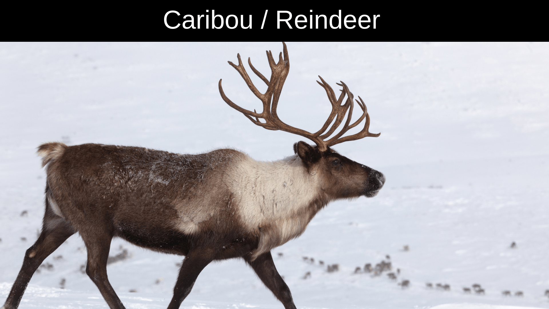 Discover the Amazing Wildlife : 23 Animals Live in the Arctic Revealed ...