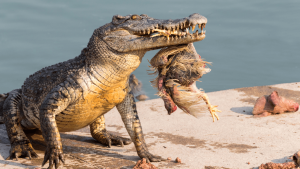 Top 10 Most Dangerous Crocodiles - aniimad.com