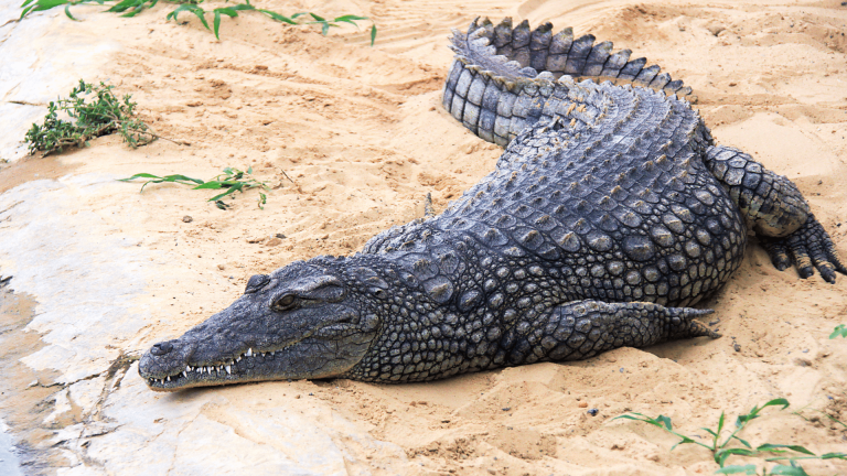 Top 10 Most Dangerous Crocodiles - aniimad.com