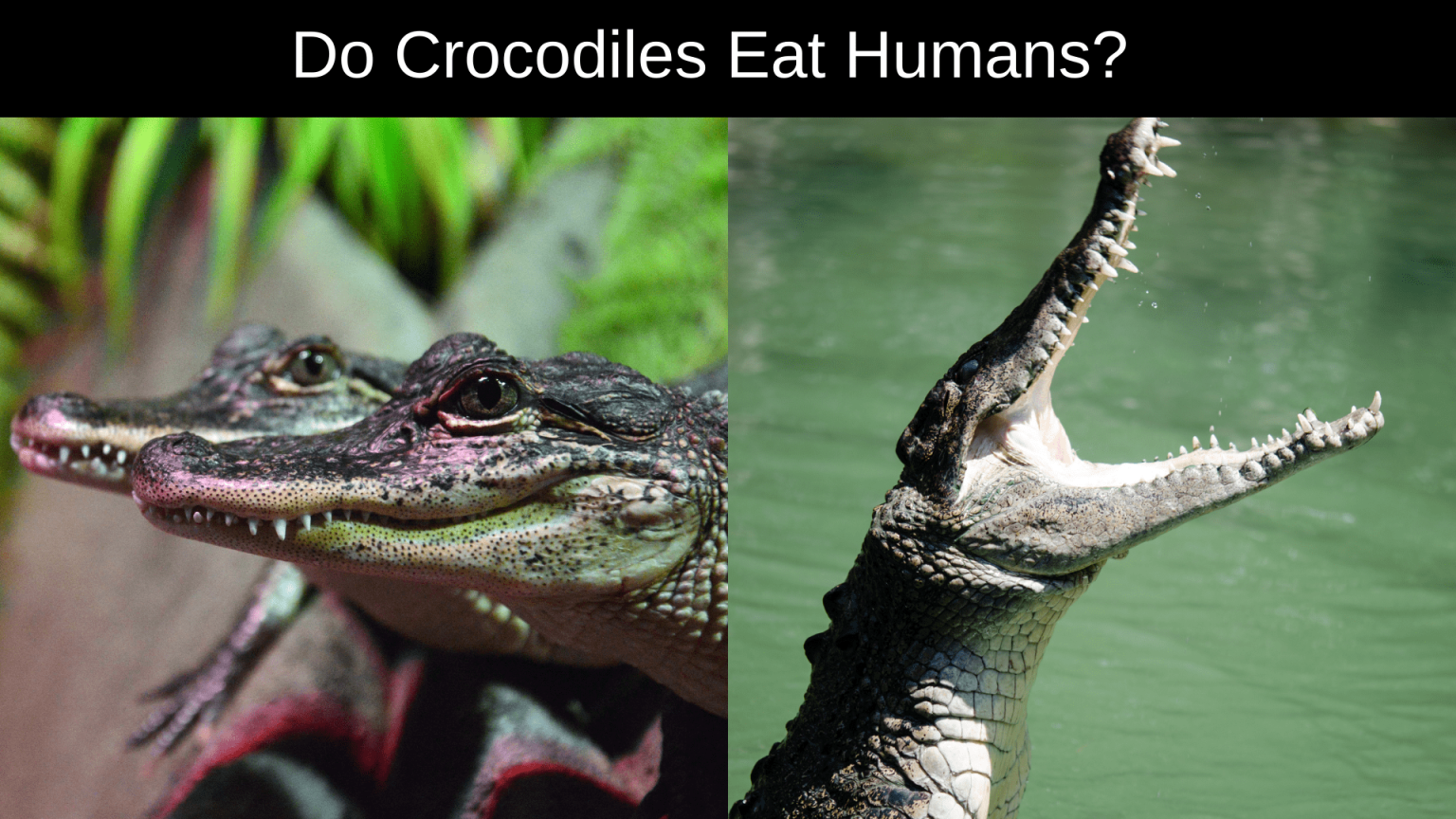 Top 10 Most Dangerous Crocodiles - aniimad.com