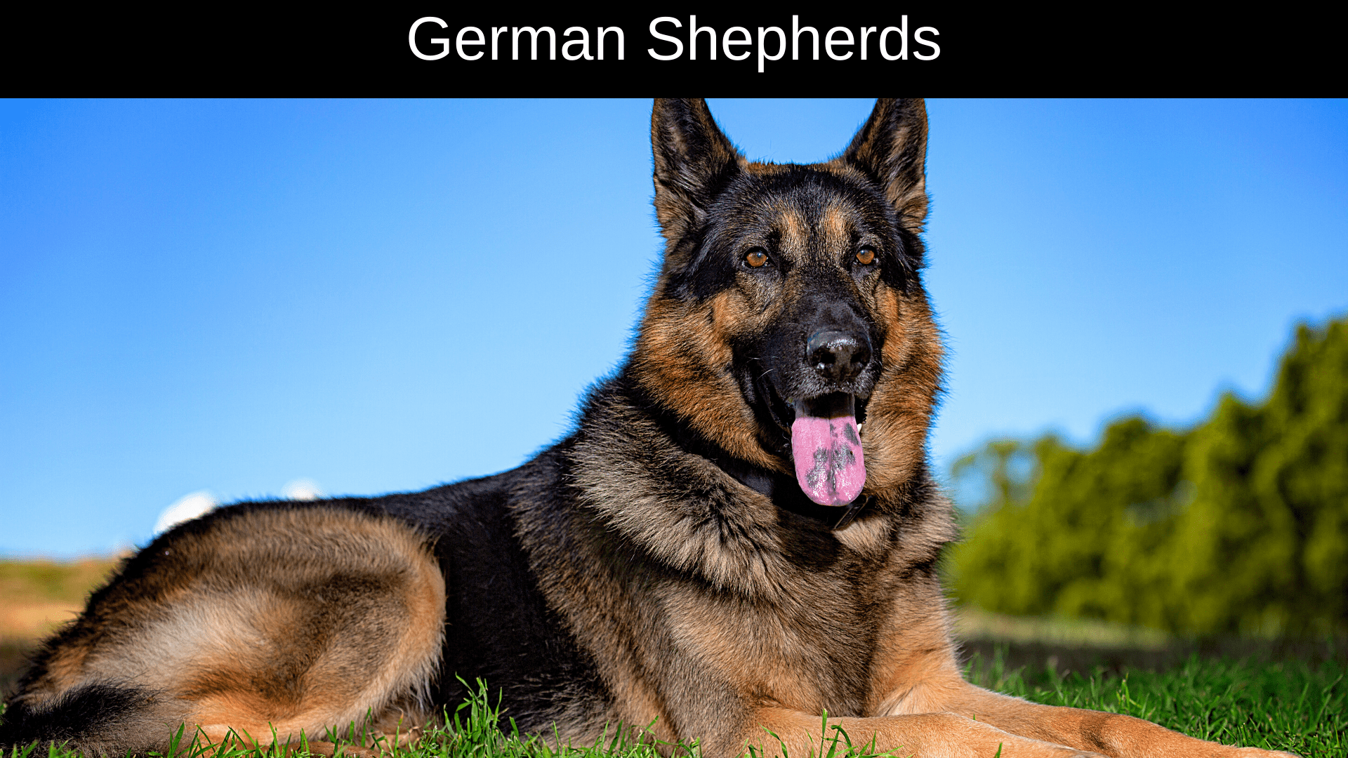 Top 15 Most Dangerous Dog Breeds - aniimad.com