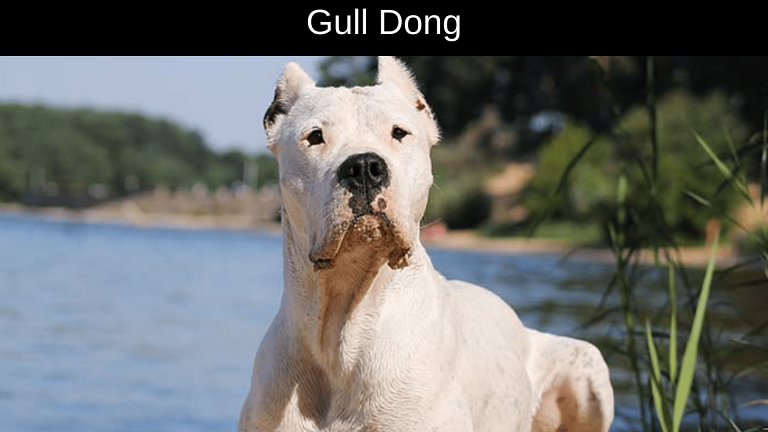 Top 15 Most Dangerous Dog Breeds - aniimad.com