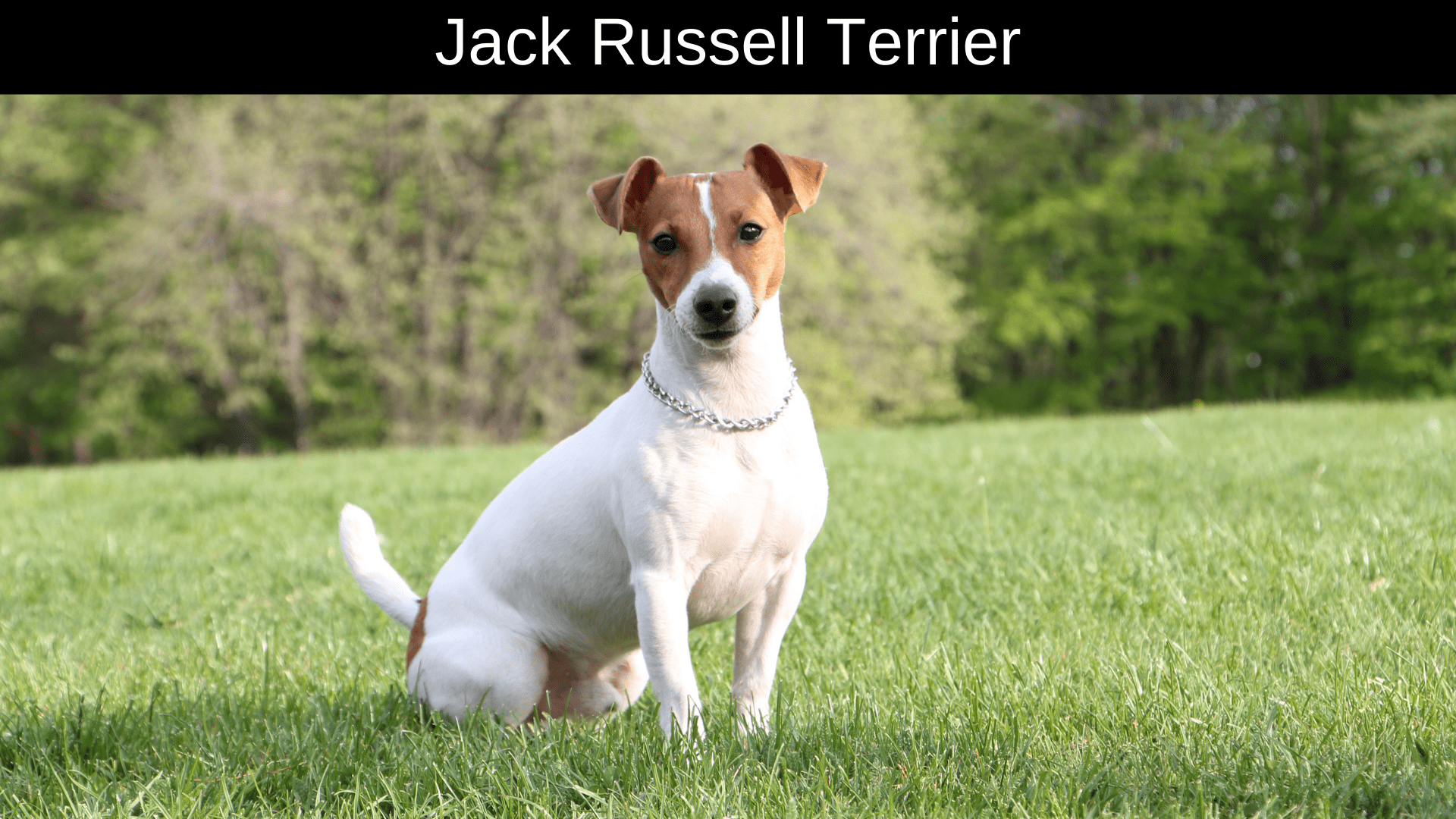 Top 15 Most Dangerous Dog Breeds - aniimad.com