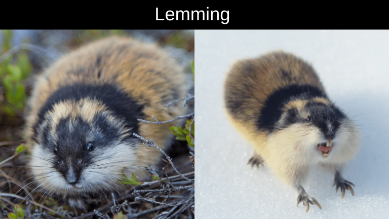 Discover the Amazing Wildlife : 23 Animals Live in the Arctic Revealed ...