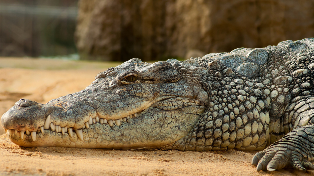Top 10 Most Dangerous Crocodiles - aniimad.com
