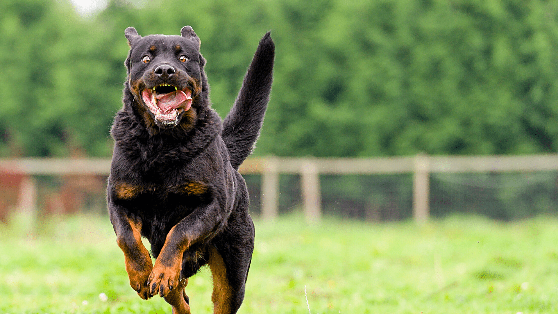 Top 15 Most Dangerous Dog Breeds - aniimad.com