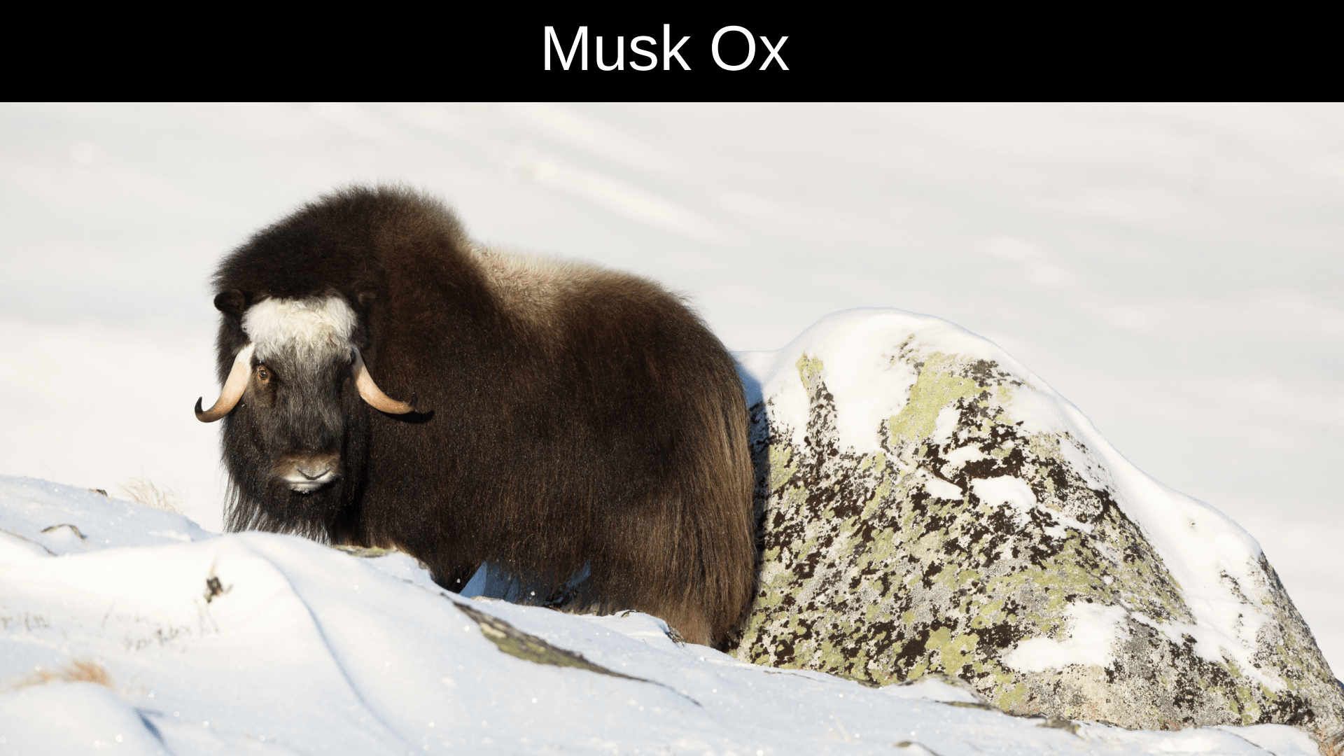 Discover the Amazing Wildlife : 23 Animals Live in the Arctic Revealed ...