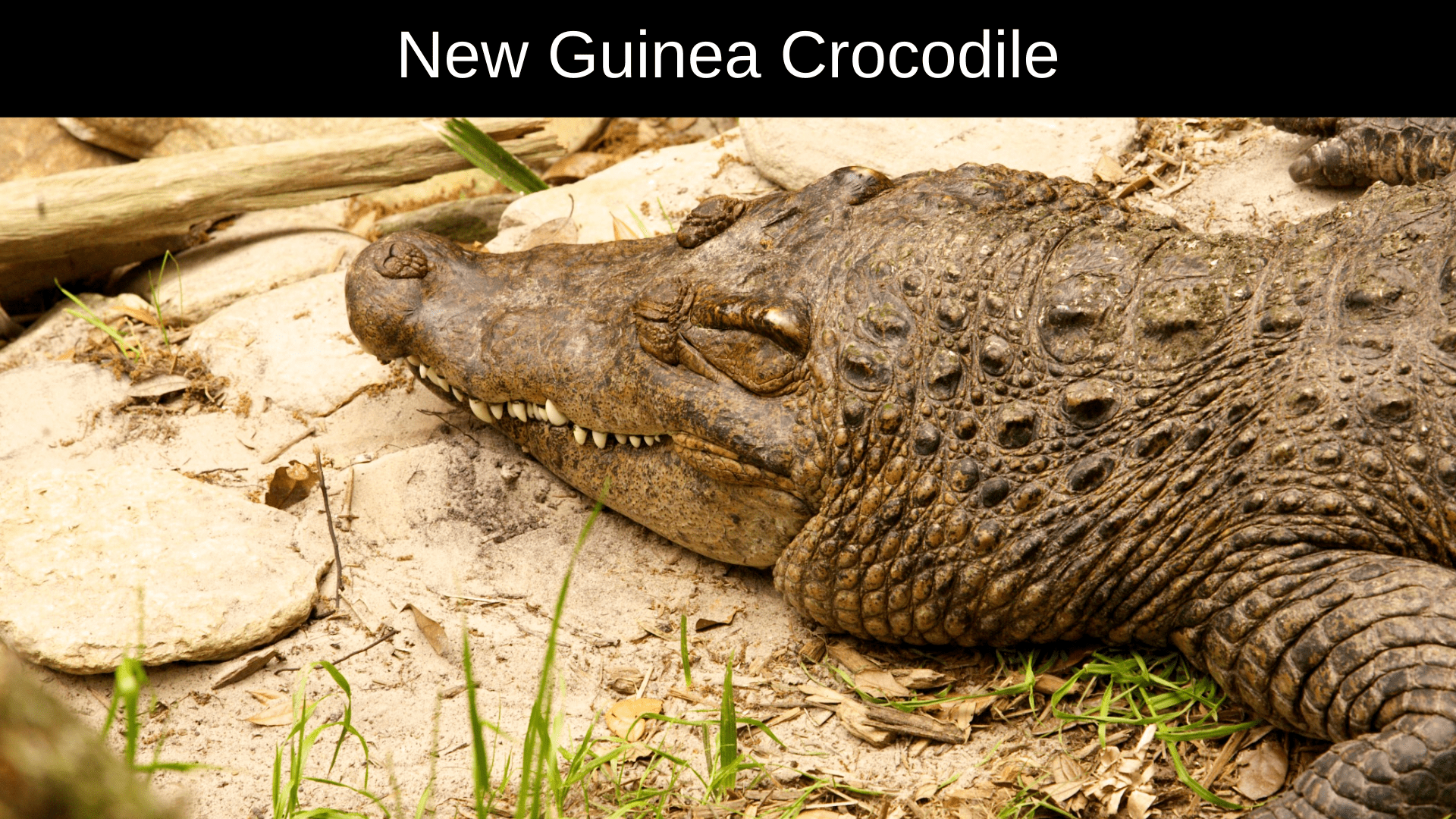 Top 10 Most Dangerous Crocodiles - aniimad.com