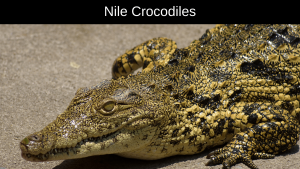 Top 10 Most Dangerous Crocodiles - aniimad.com