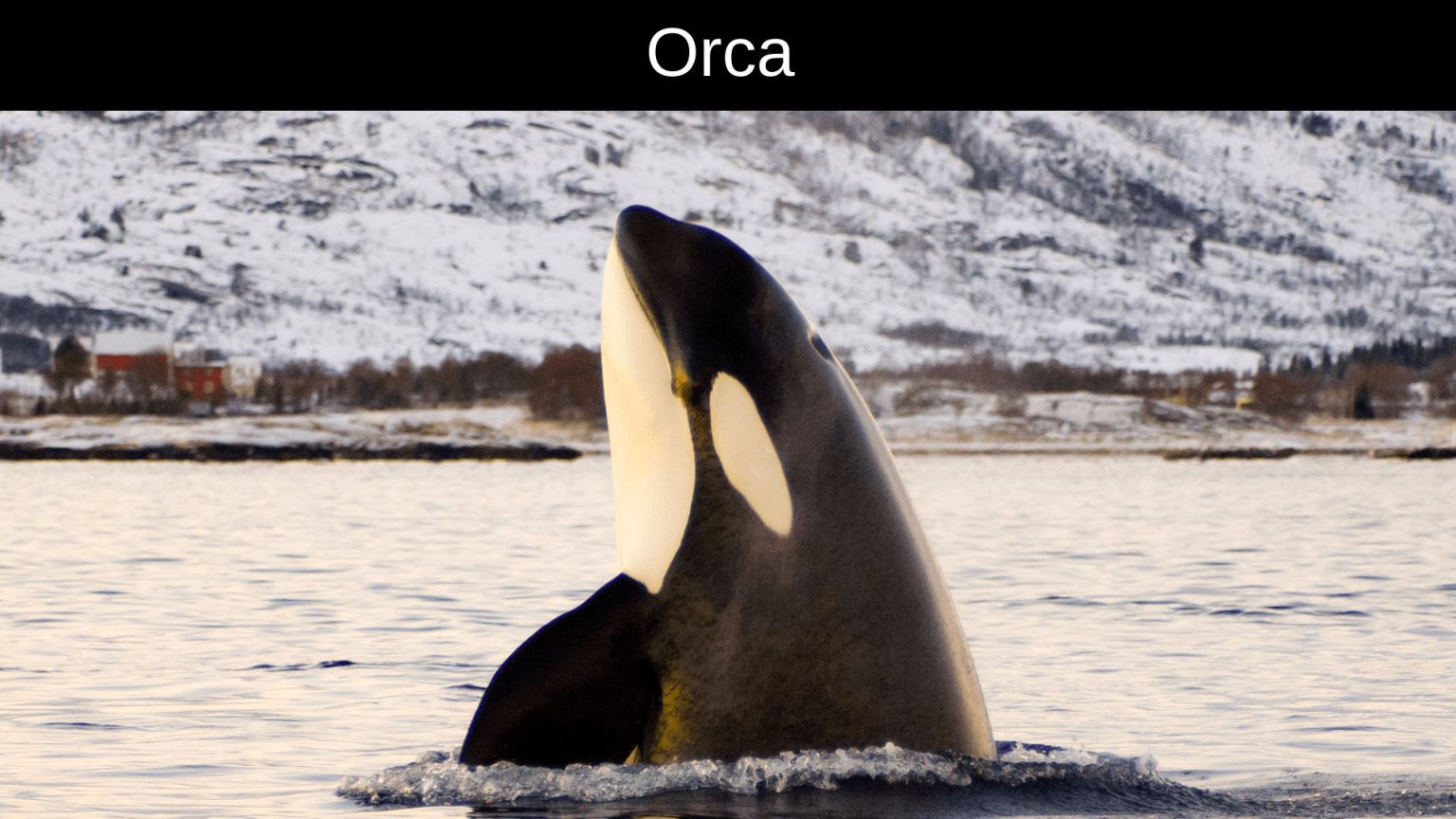 Discover the Amazing Wildlife : 23 Animals Live in the Arctic Revealed ...