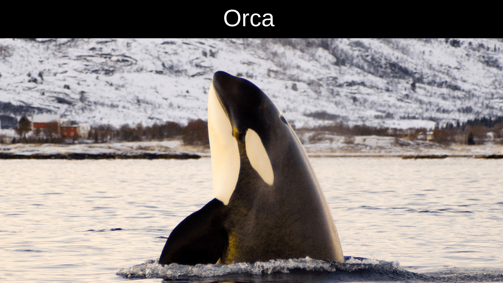 Discover the Amazing Wildlife : 23 Animals Live in the Arctic Revealed ...