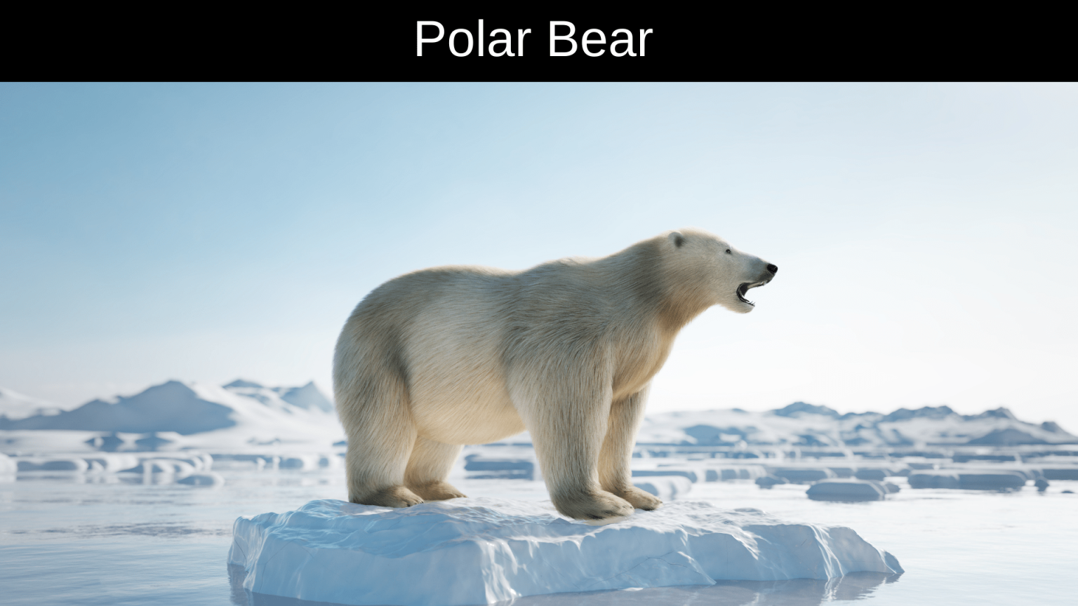 Discover the Amazing Wildlife : 23 Animals Live in the Arctic Revealed ...