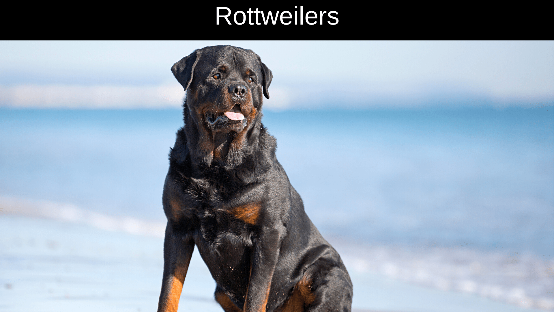 Top 15 Most Dangerous Dog Breeds - aniimad.com