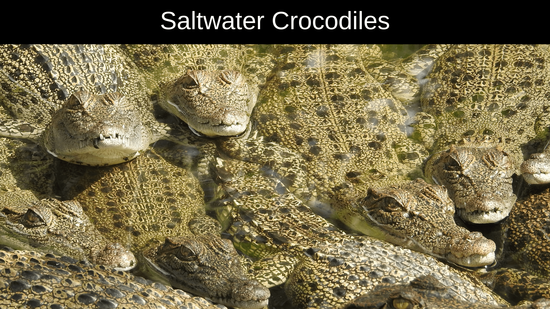 Top 10 Most Dangerous Crocodiles - aniimad.com