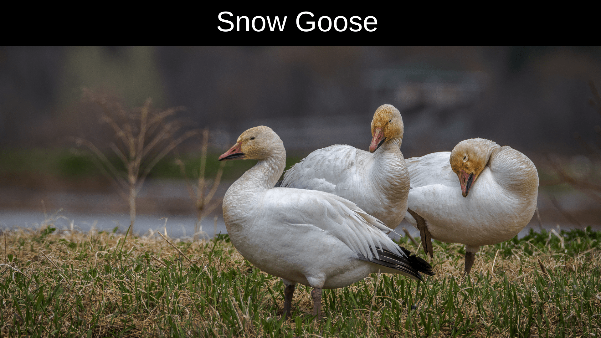 Discover the Amazing Wildlife : 23 Animals Live in the Arctic Revealed ...