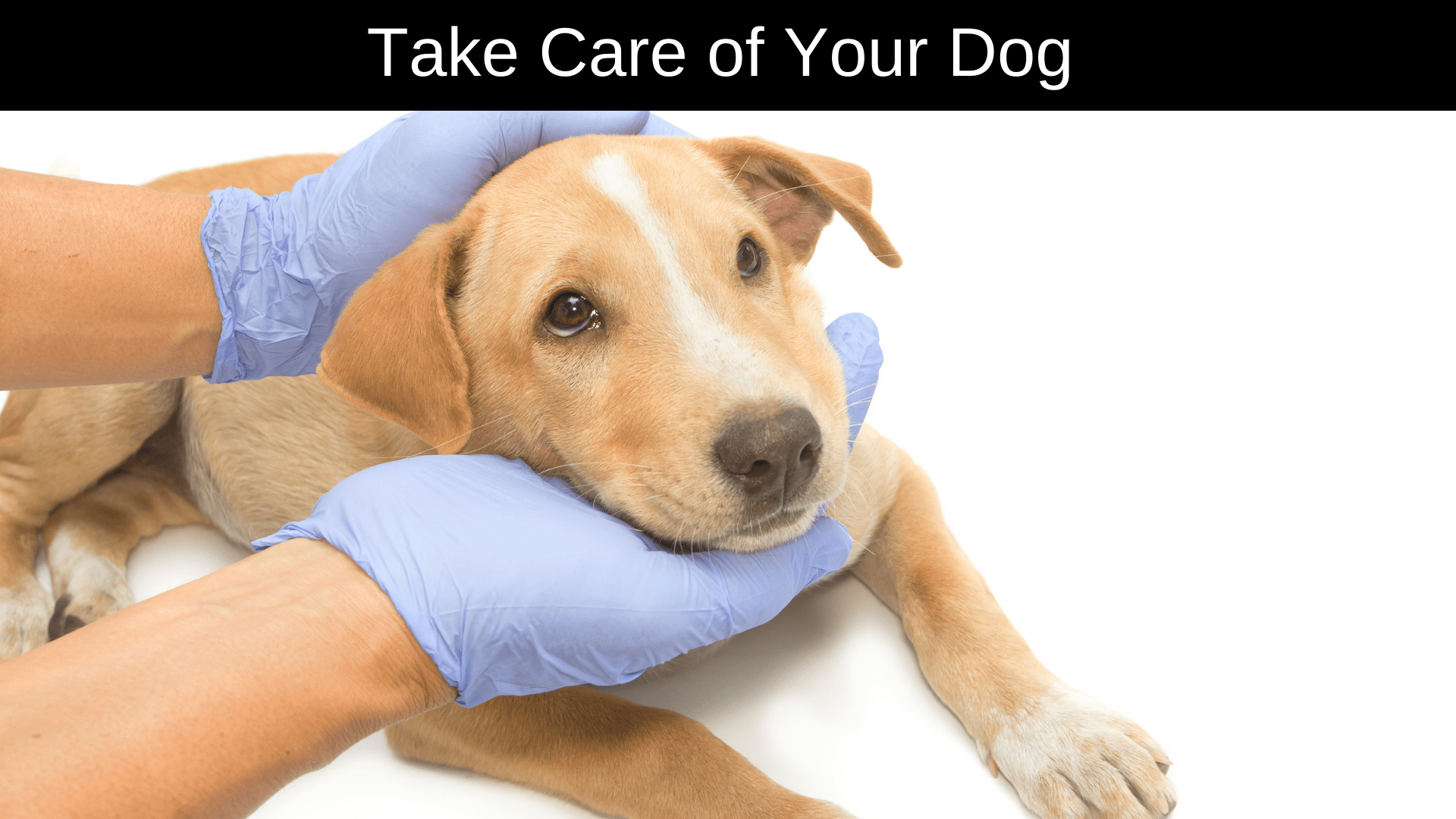 10 Ways to Take Care of Your Dog Responsibly - aniimad.com