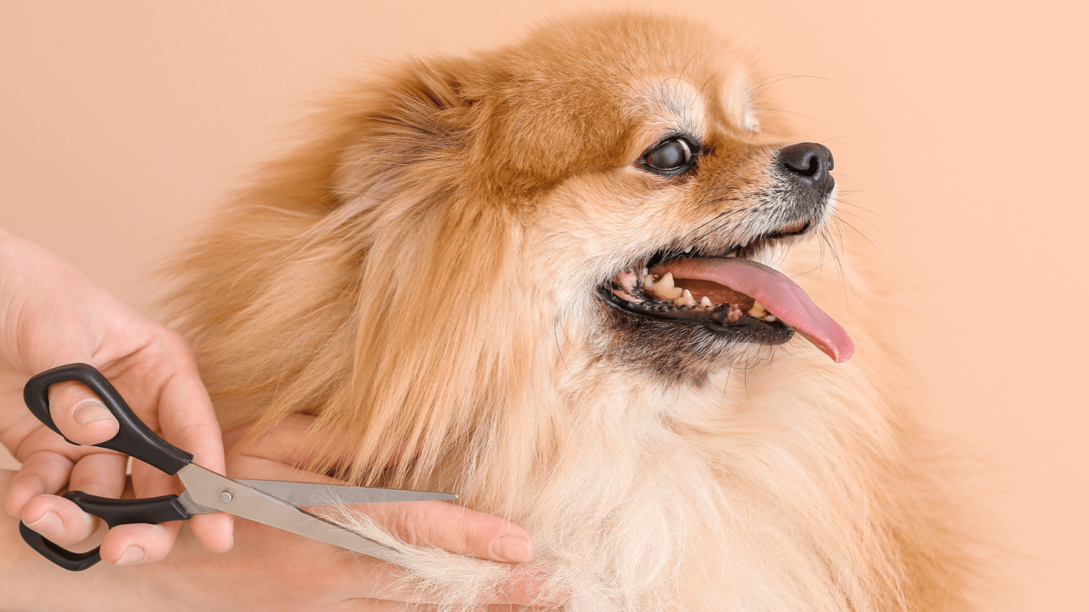 10 Ways to Take Care of Your Dog Responsibly - aniimad.com