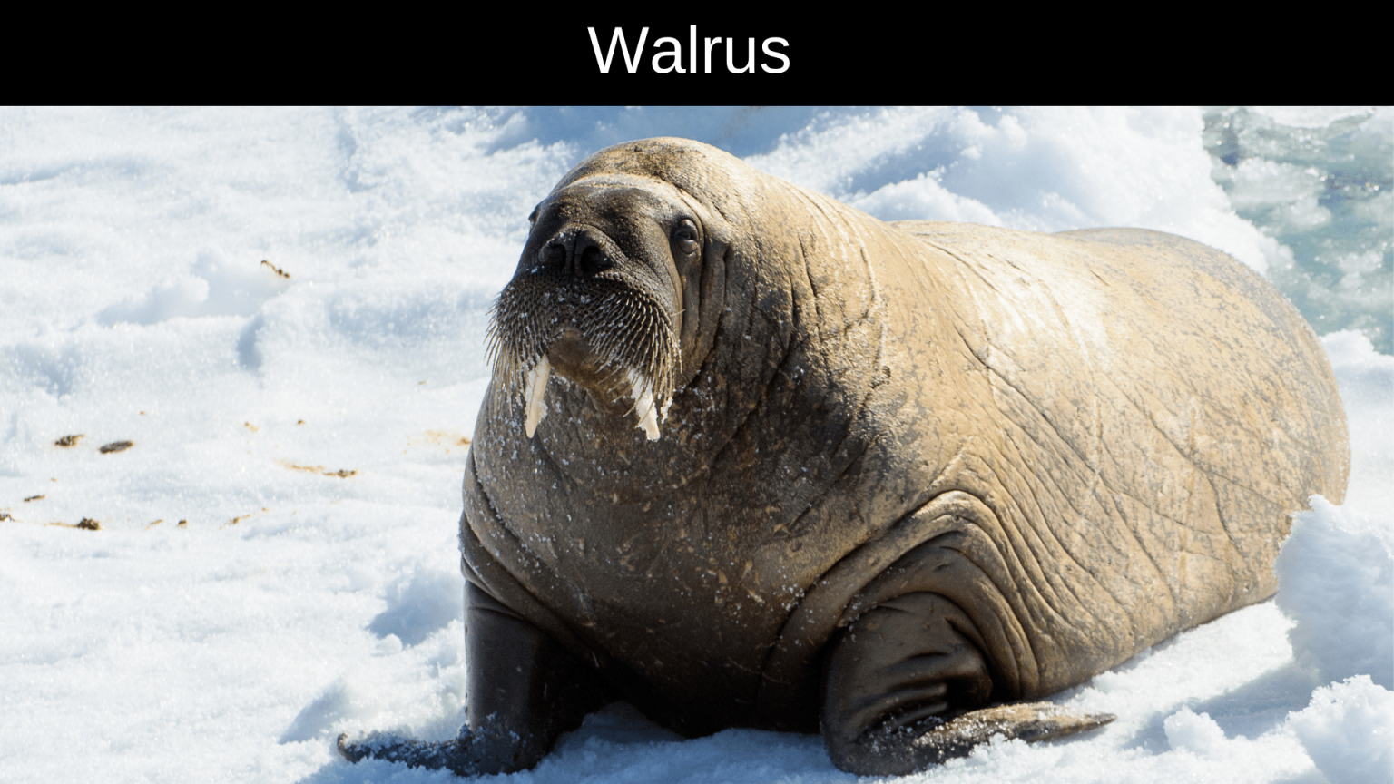 Discover the Amazing Wildlife : 23 Animals Live in the Arctic Revealed ...