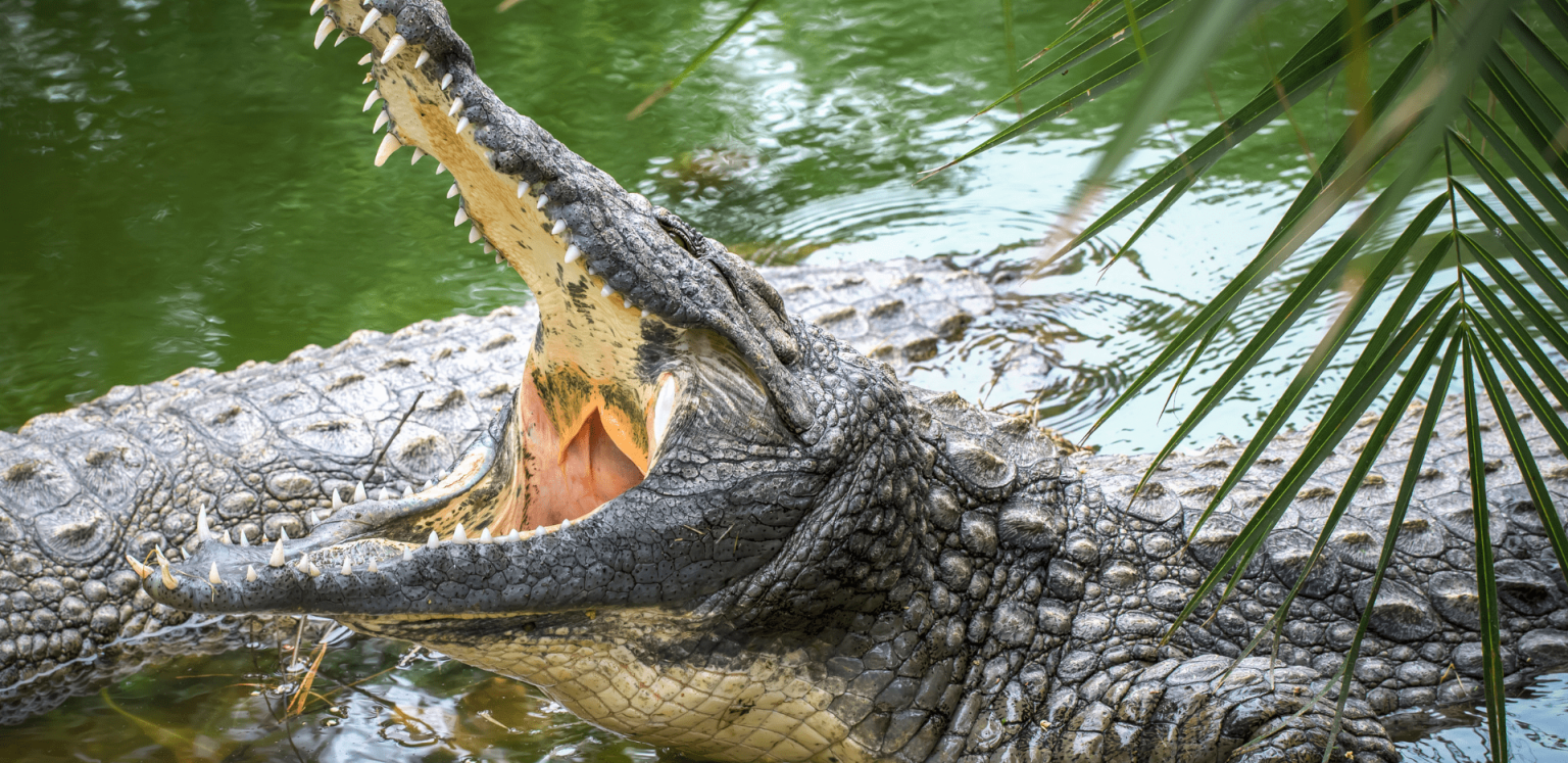 Top 10 Most Dangerous Crocodiles - aniimad.com