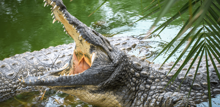 Top 10 Most Dangerous Crocodiles - aniimad.com