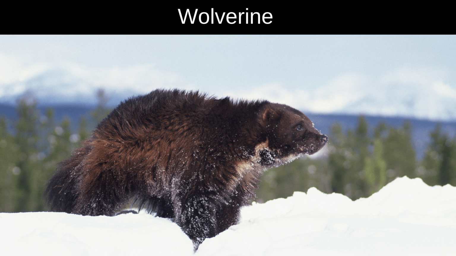 Discover the Amazing Wildlife : 23 Animals Live in the Arctic Revealed ...