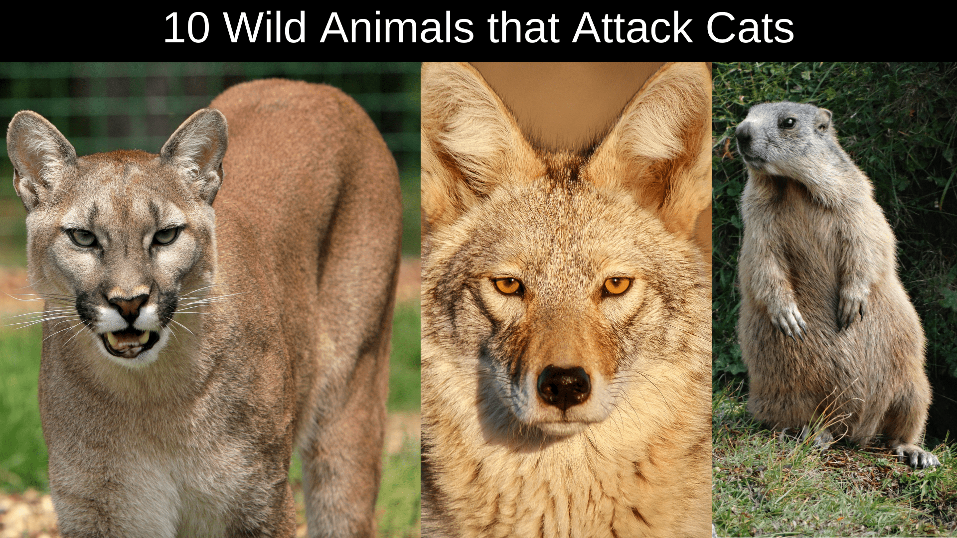 10 Wild Animals that Attack Cats - aniimad.com