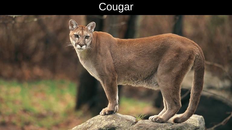 10 Wild Animals that Attack Cats - aniimad.com