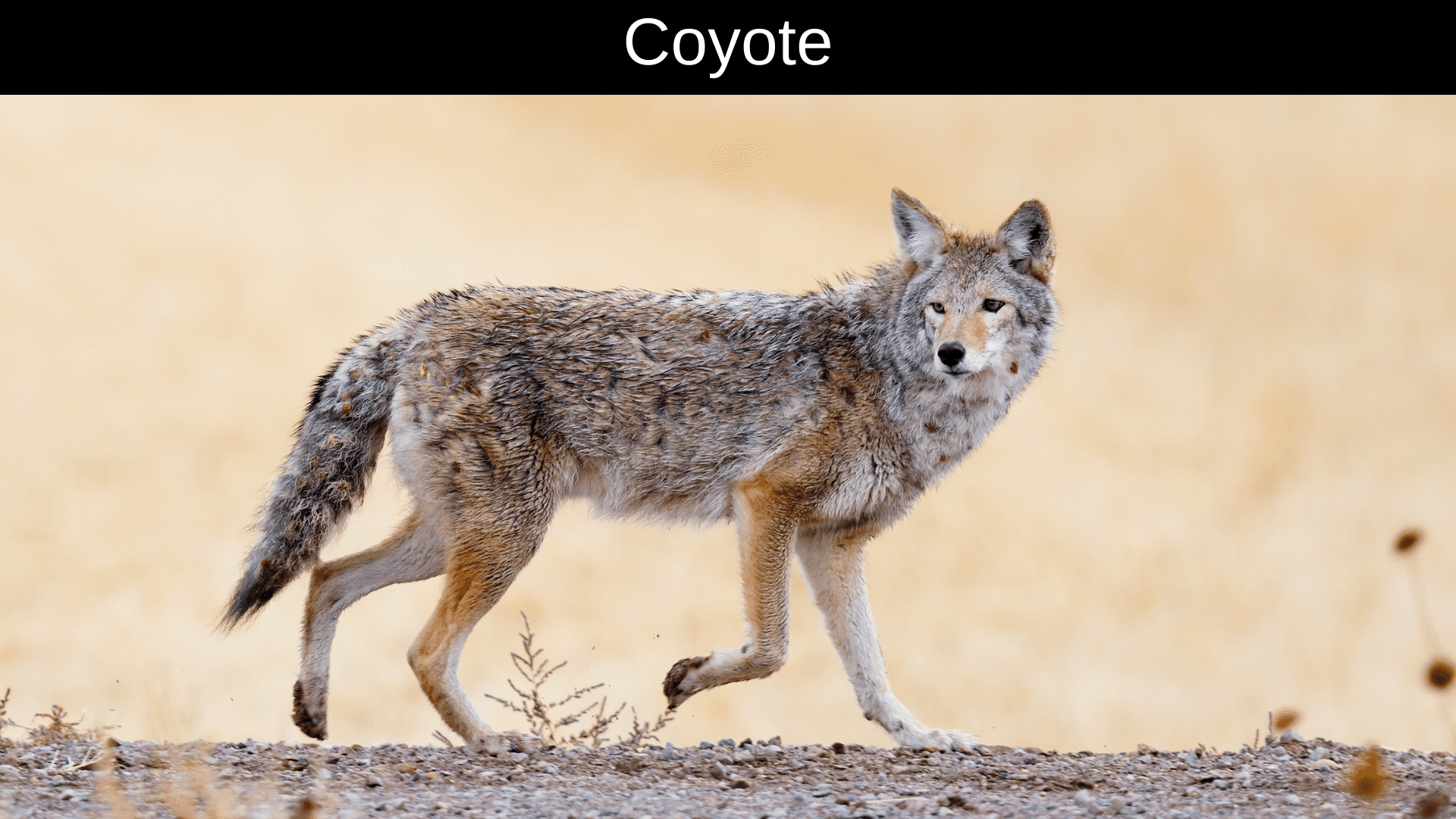 10 Wild Animals that Attack Cats - aniimad.com