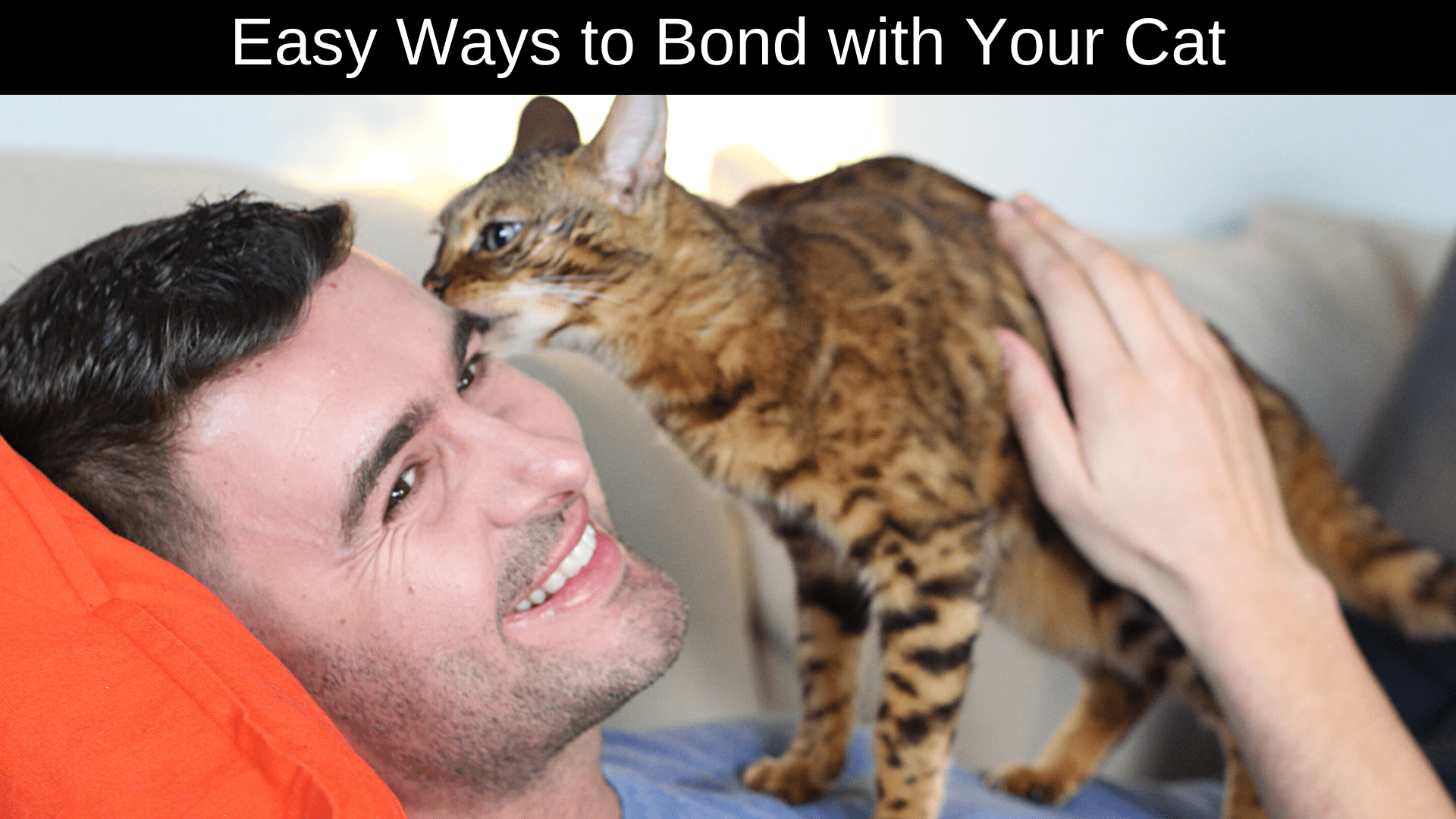 10 Ways To Bond With Your Cat - aniimad.com