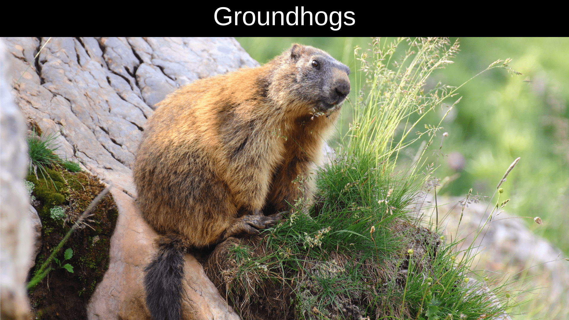 10 Wild Animals that Attack Cats - aniimad.com