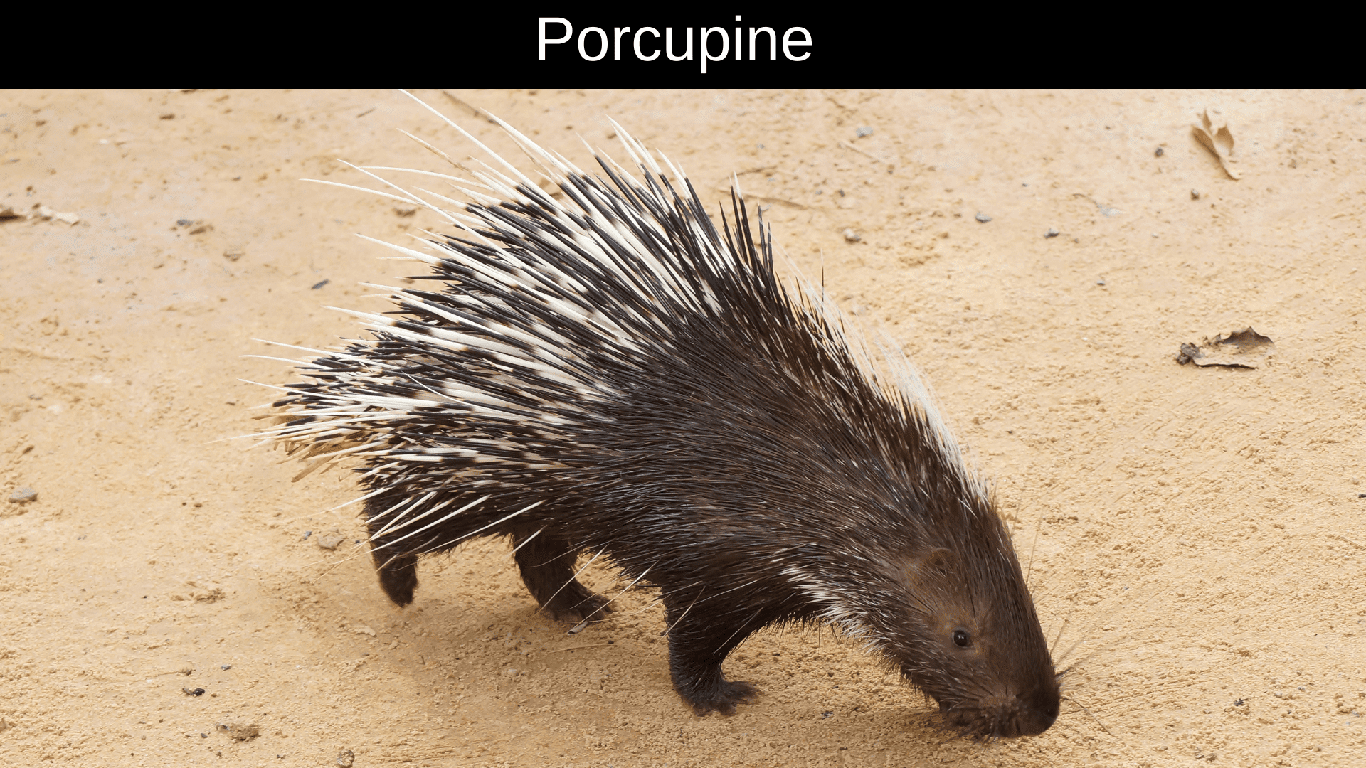 10 Wild Animals that Attack Cats - aniimad.com