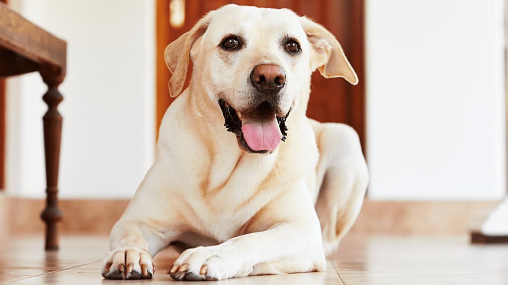 Top 10 Pros and Cons of Owning a Dog at Home - aniimad.com