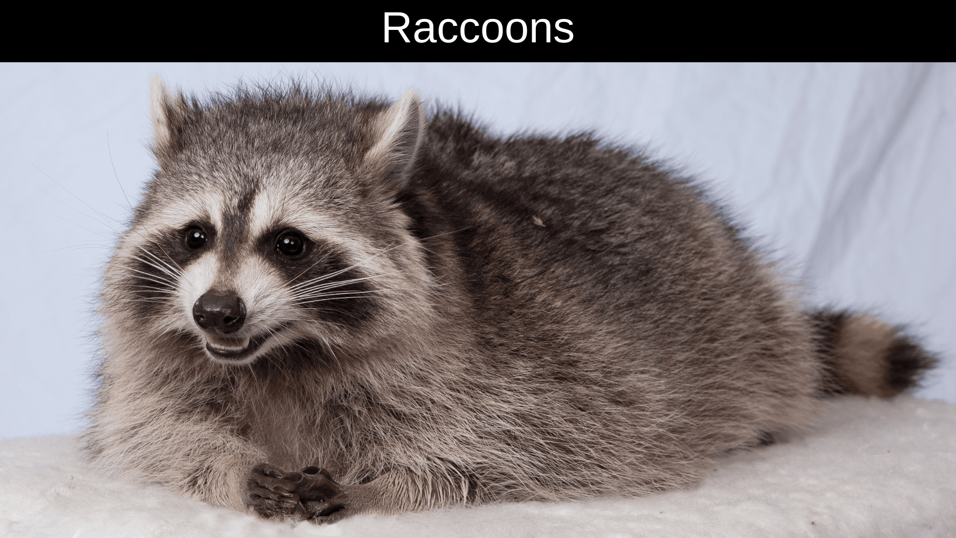 10 Wild Animals that Attack Cats - aniimad.com