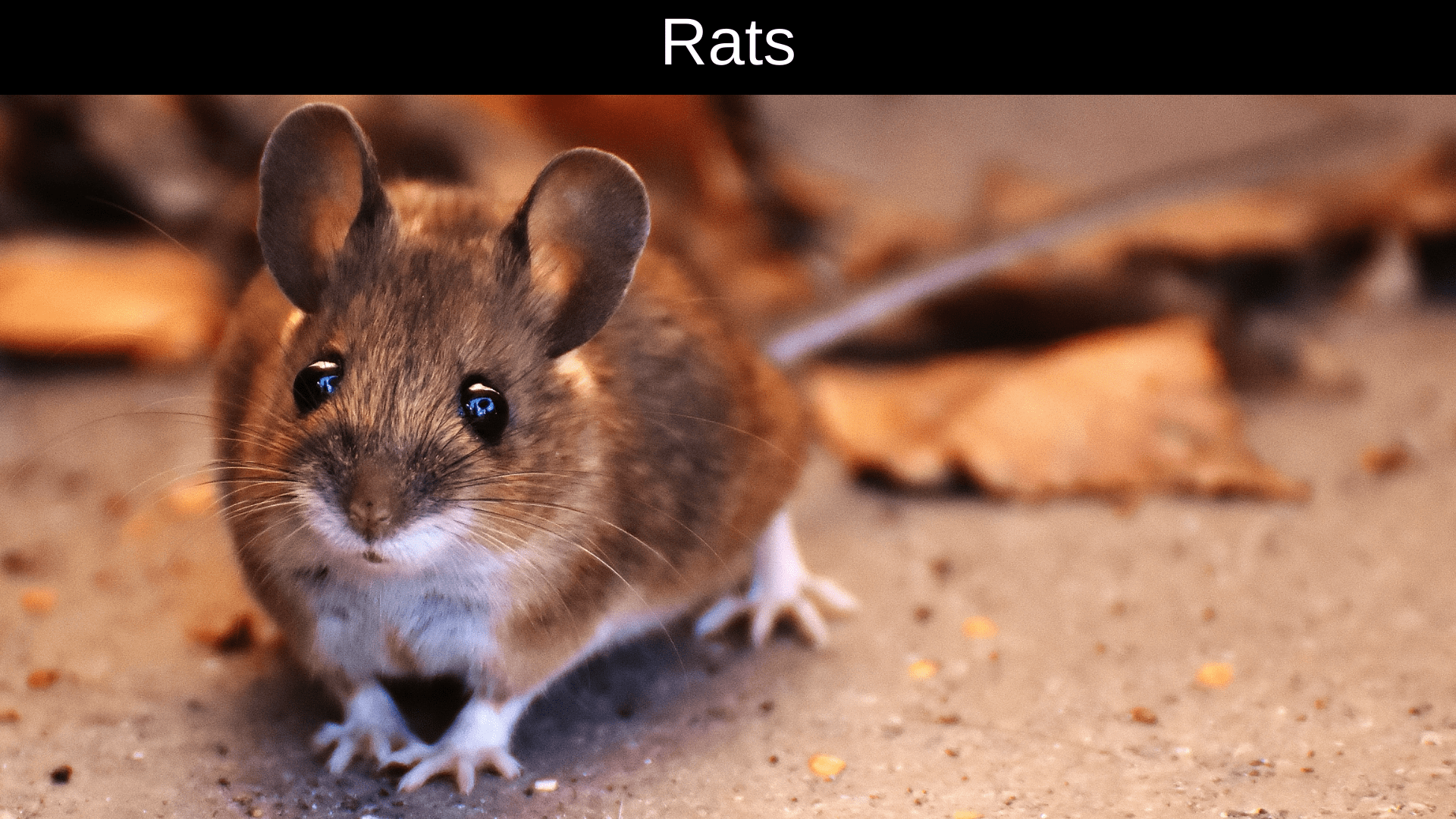 10 Wild Animals that Attack Cats - aniimad.com