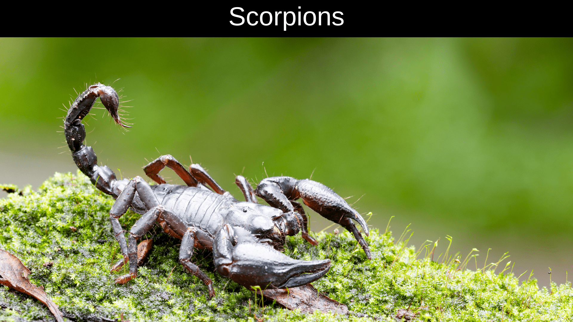 10 Wild Animals that Attack Cats - aniimad.com