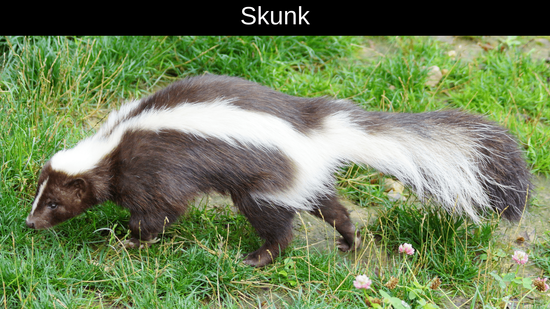 10 Wild Animals that Attack Cats - aniimad.com